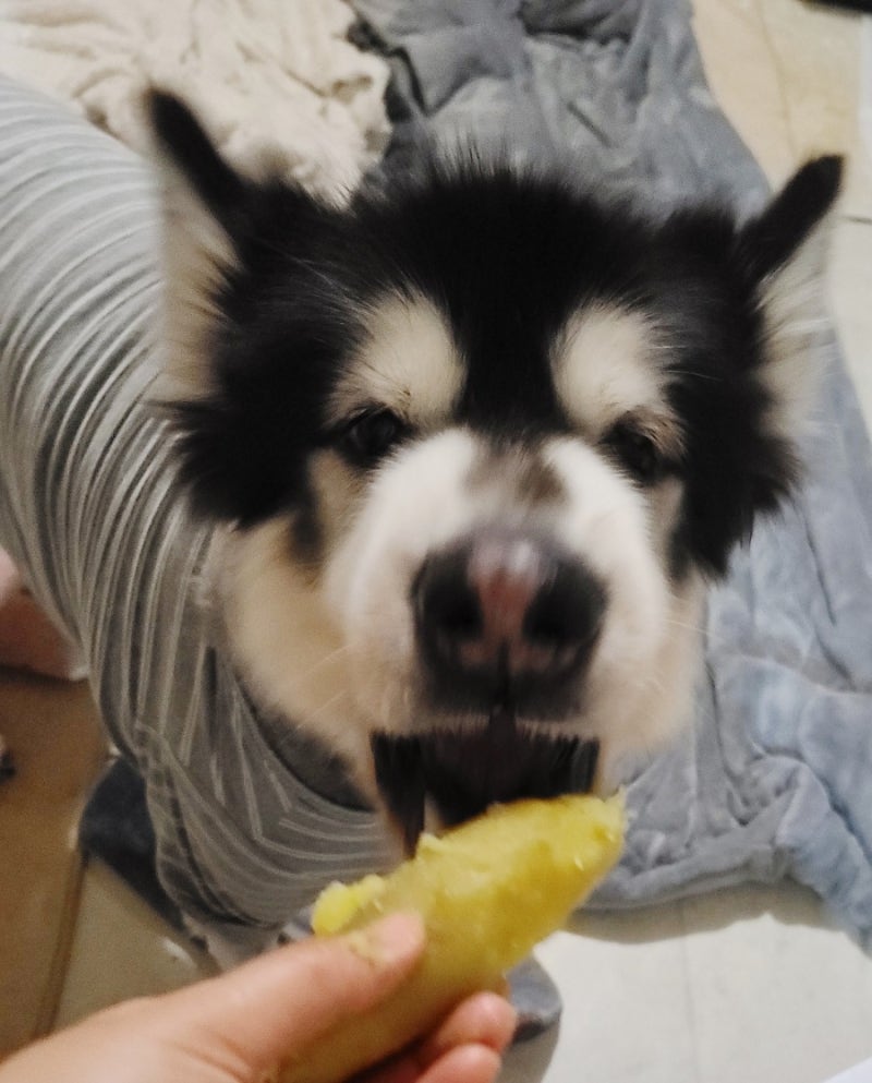 강아지 고구마 먹여도 될까요 올바른 급여방법 과 주의점 네이버 블로그