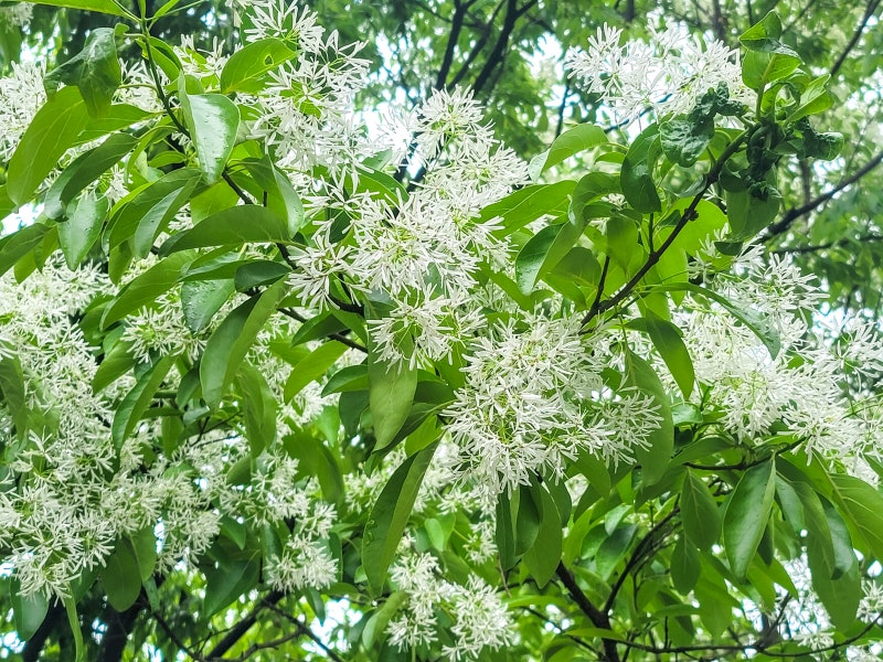 산책하기 좋은 5월 오산물향기수목원 입장료 주차비 산책코스 도시락 네이버 블로그