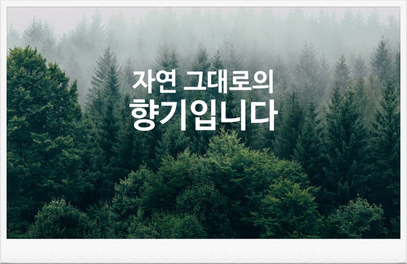 도테라 시더우드오일 천연에센셜 오일의 효능과 효과 네이버 블로그