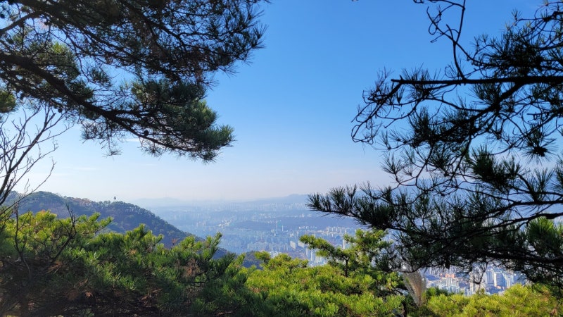 반려견 손해배상 소송 반려견으로 인하여 다친 경우 손해배상의 존재 및 범위에 대한 판결 네이버 블로그