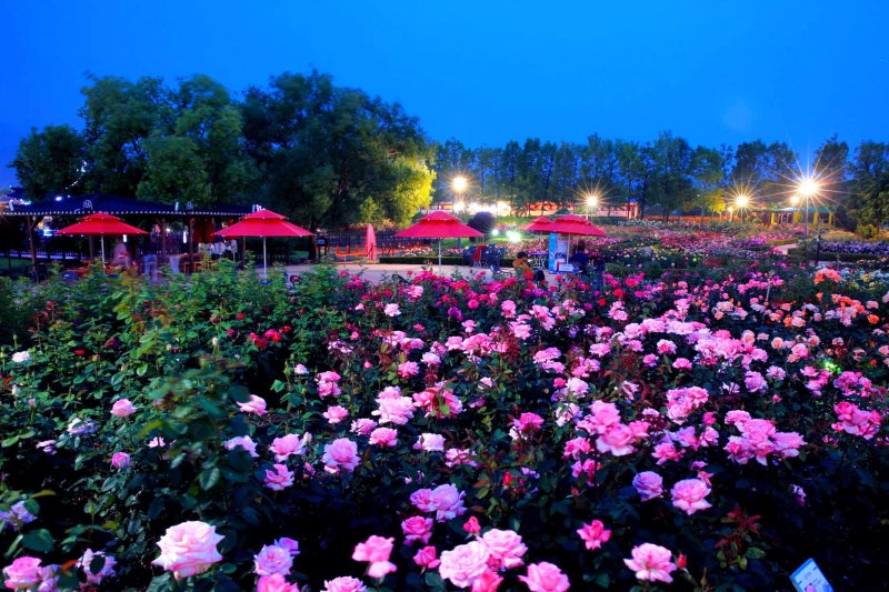 2023 전국 장미축제 명소 5곳 서울 장미축제 대구 장미꽃 필(feel) 무렵 축제 곡성 세계장미축제 울산대공원 장미축제 서울 ...