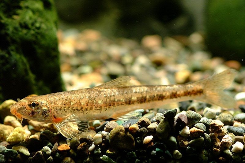 한국에서만 서식하는 동물들 : 네이버 블로그