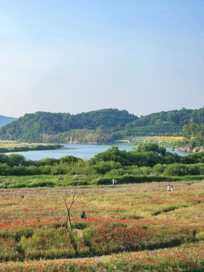 5월 경남 가볼만한곳 함안 악양둑방길 뚝방길 양귀비 축제 네이버 블로그