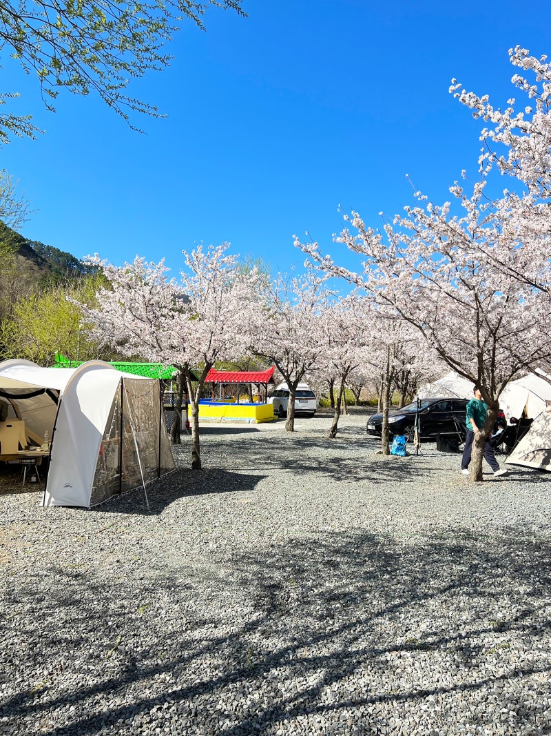 영월 산솔오토캠핑장 강풍 속 벚꽃캠핑 캠핑 명당 정보 네이버 블로그