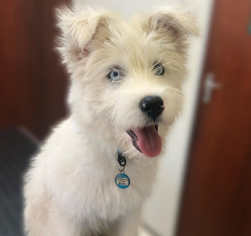 말스키,말티즈 허스키 믹스견 종류 정보 총정리 : 네이버 블로그