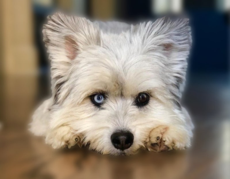 말스키,말티즈 허스키 믹스견 종류 정보 총정리 : 네이버 블로그