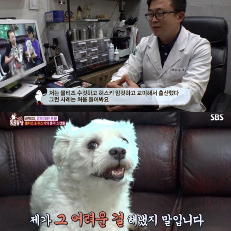 말스키,말티즈 허스키 믹스견 종류 정보 총정리 : 네이버 블로그