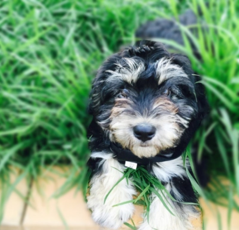 말스키,말티즈 허스키 믹스견 종류 정보 총정리 : 네이버 블로그