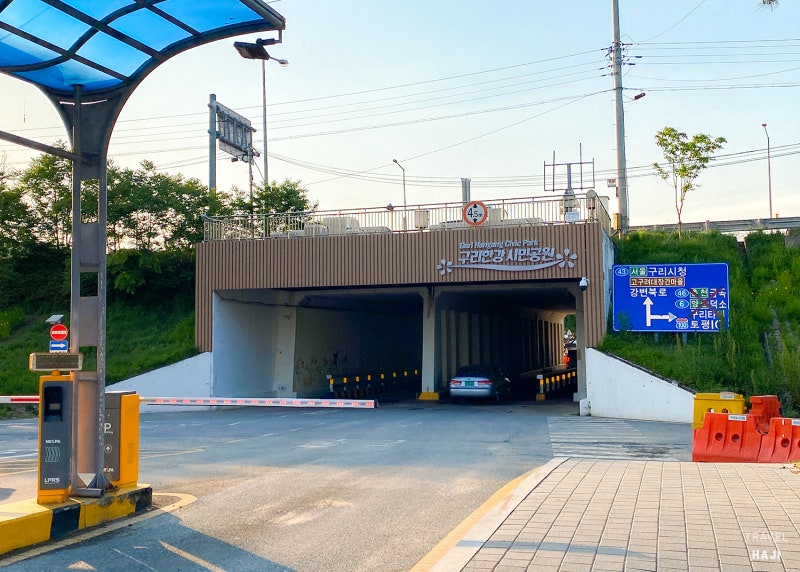 구리 유채꽃축제 일정 한강시민공원 주차장 개화현황 네이버 블로그