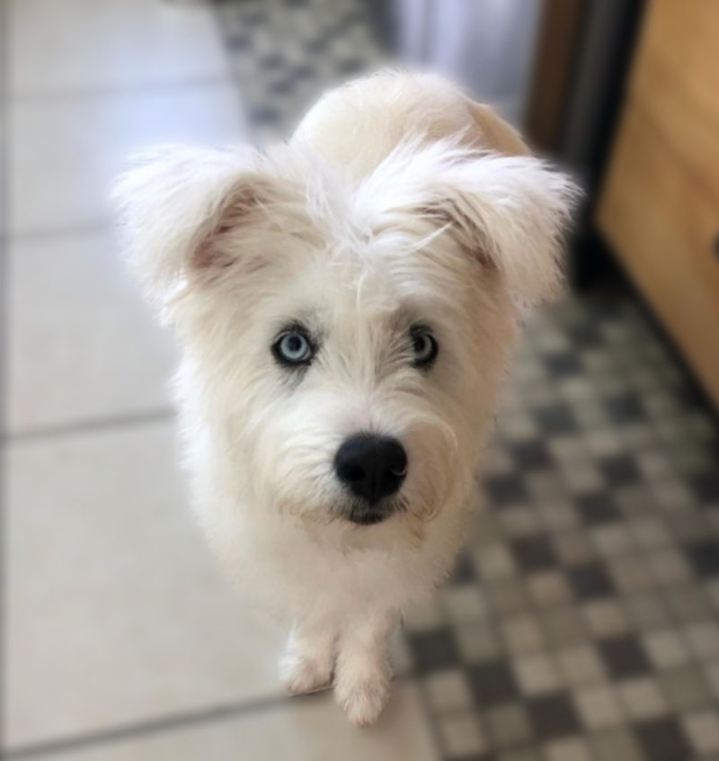 말스키,말티즈 허스키 믹스견 종류 정보 총정리 : 네이버 블로그