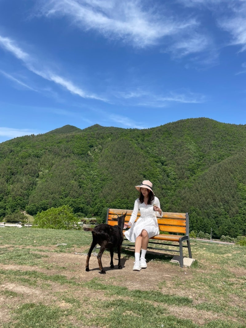 평창 양떼목장 몽토랑 산양목장 가볼만한 곳 후기 입장료 사료 카페 네이버 블로그