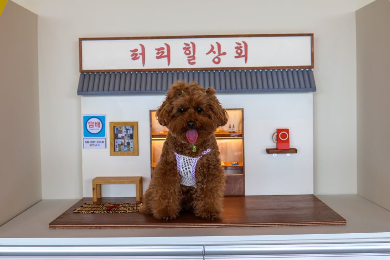 파주 실내 야외 애견카페 포토존 투어도 알찬 퍼피힐 네이버 블로그