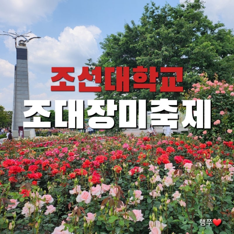 조선대학교 장미원 조대장미축제 꽃 장미 개화 현황주차요금 유모차 축제 행사일정 네이버 블로그