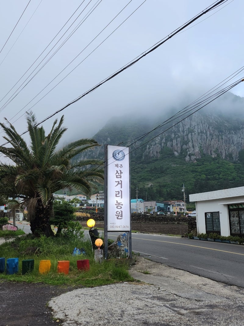 제주 서귀포 산방산 사계해변 근처 가볼만한 곳 삼거리농원 닭볶음탕 맛집 네이버 블로그