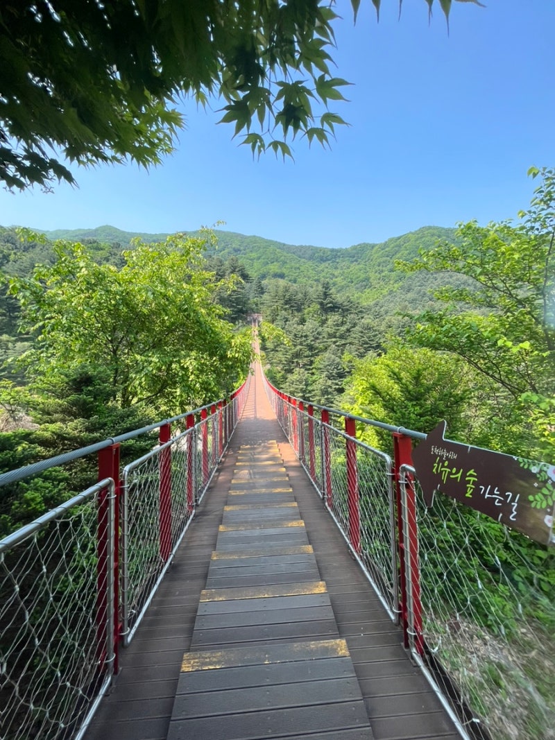 경기도 포천 어메이징파크💚 포천과학테마파크🔬어메이징스윙물그네히든브릿지솔트가든카페🤎 포천 치유의 숲은 힐링 그 잡채