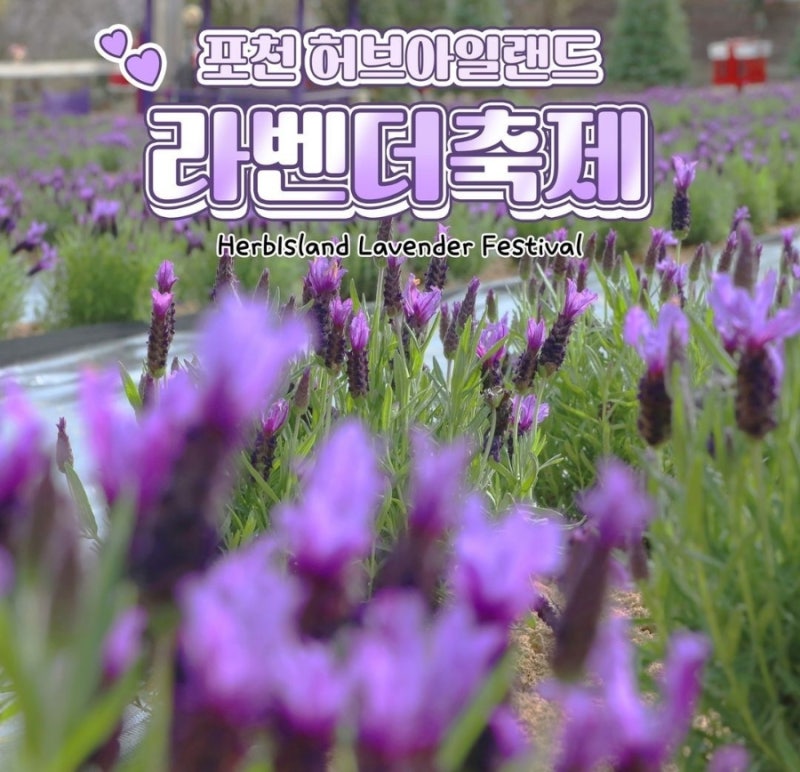 라벤더축제 5월 6월 가볼만한곳 5월 6월 꽃축제 꽃구경 포천 허브아일랜드 라벤더 축제 고창청농원 라벤더 축제 정읍 허브원