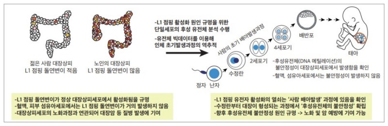 정크 DNA가 노화와 발암에 관여한다 : 네이버 블로그