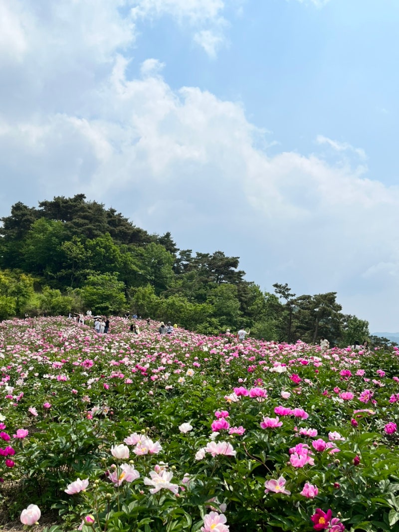 [전북/임실] 옥정호 작약꽃밭&붕어섬생태공원 출렁다리(임실 작약꽃 실시간 개화상황,붕어섬 작약꽃 위치) : 네이버 블로그