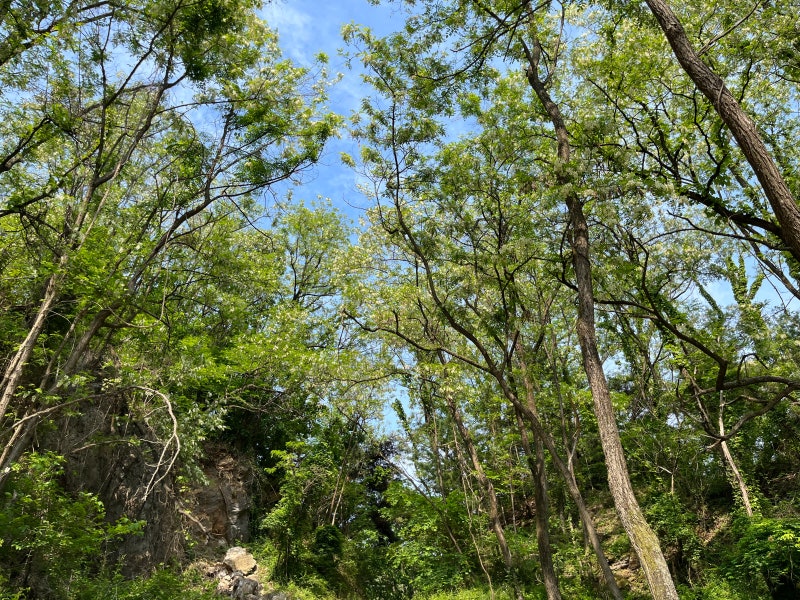 [충북 단양]구담봉(330M) 옥순봉(286M)-어슬렁 어슬렁(230513) : 네이버 블로그