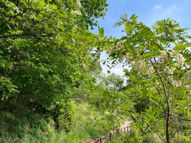 [충북 단양]구담봉(330M) 옥순봉(286M)-어슬렁 어슬렁(230513) : 네이버 블로그