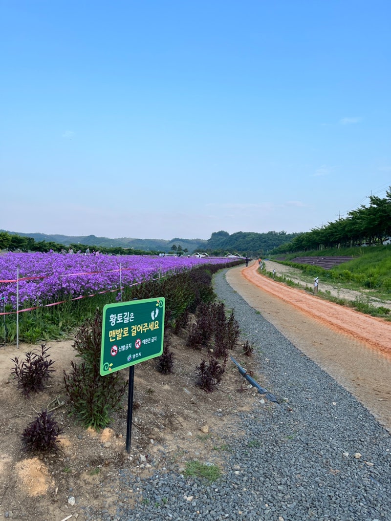 영천 유명해지기전에 가봐야하는 보라색 유채꽃 명소 영천생태지구공원 네이버 블로그