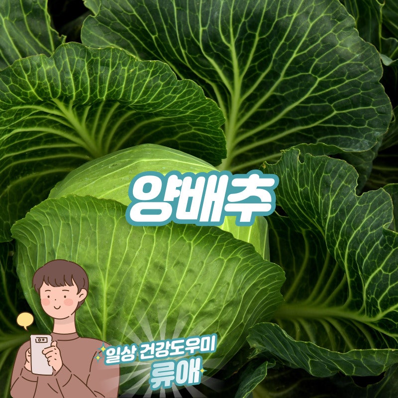 생 양배추 효능과 삶은 양배추 효능 다를까 양배추 영양 성분칼로리 및 양배추즙 네이버 블로그