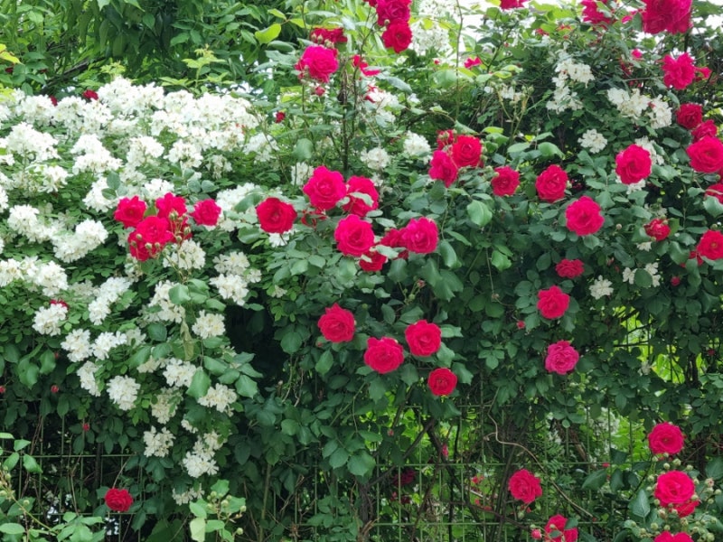 대명리조트 청송 소노벨 조식 수달래 전 메뉴 살펴보기 네이버 블로그