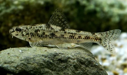 한국에서만 서식하는 동물들 : 네이버 블로그