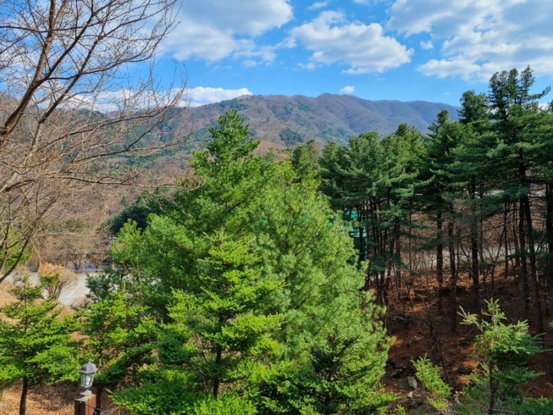경기도 가평 가볼만한곳 서울근교 아침고요수목원 봄꽃페스타 정보 주말 나들이 네이버 블로그