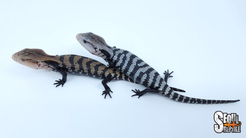실버 블루텅 스킨크 (아잔틱 할마헤라 블루텅 스킨크) 베이비! Axanthic Halmahera Blue Tongue Skink ...