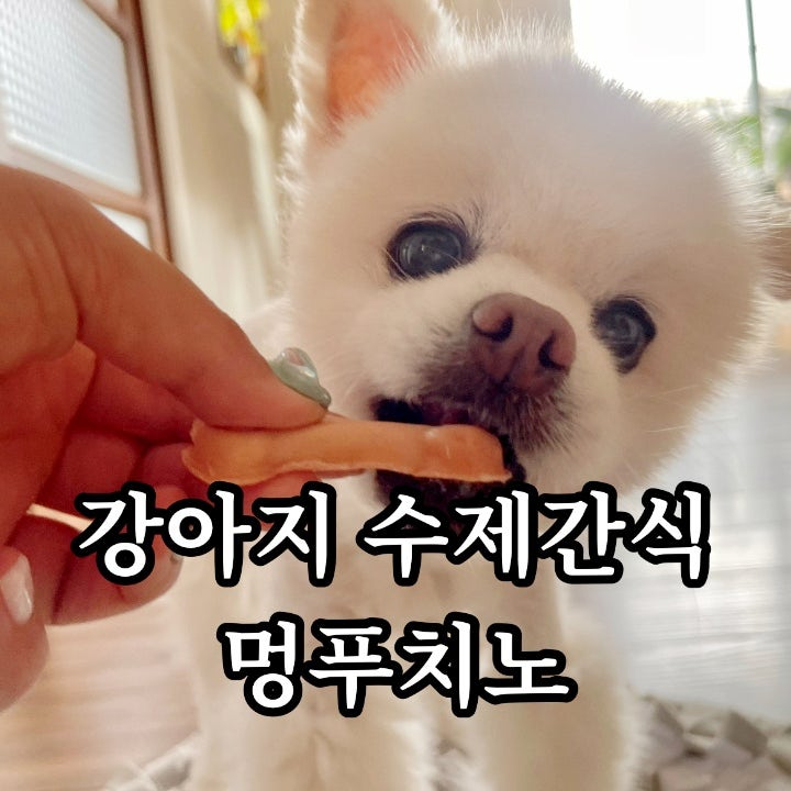 구미 수제간식 멍푸치노 다양한 애견 수제간식이 있는곳 산동 강아지 수제간식 추천 네이버 블로그