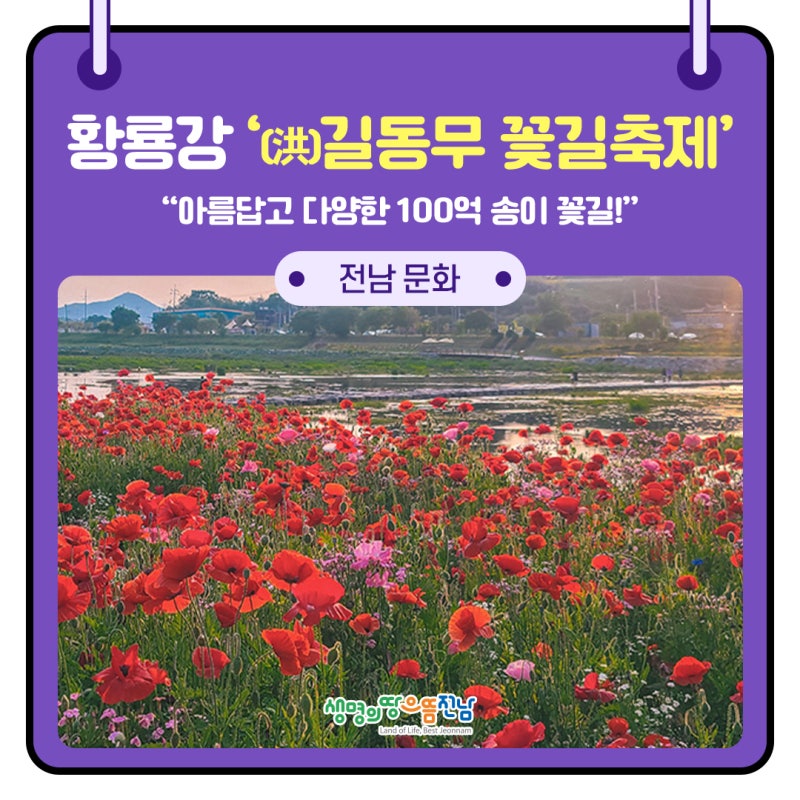 장성 꽃축제 아름답고 다양한 100억 송이 황룡강 ‘洪길동무 꽃길축제로 초대합니다 네이버 블로그
