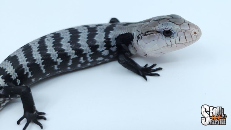 실버 블루텅 스킨크 (아잔틱 할마헤라 블루텅 스킨크) 베이비! Axanthic Halmahera Blue Tongue Skink ...
