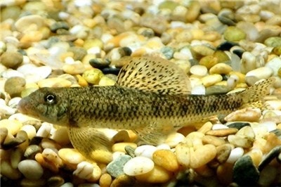 한국에서만 서식하는 동물들 : 네이버 블로그