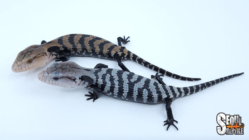 실버 블루텅 스킨크 (아잔틱 할마헤라 블루텅 스킨크) 베이비! Axanthic Halmahera Blue Tongue Skink ...