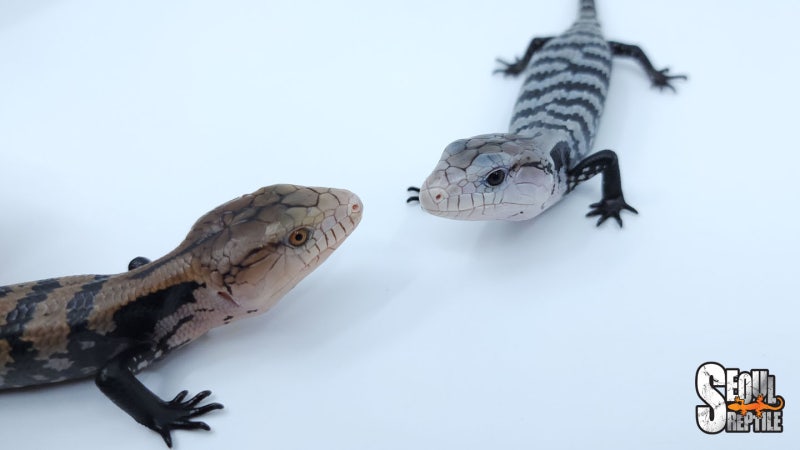 실버 블루텅 스킨크 (아잔틱 할마헤라 블루텅 스킨크) 베이비! Axanthic Halmahera Blue Tongue Skink ...