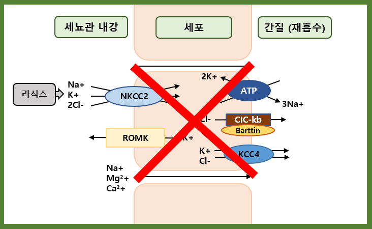 라식스lasix 깔끔 총정리 푸로세미드furosemide 기전 효과 부작용 주의사항