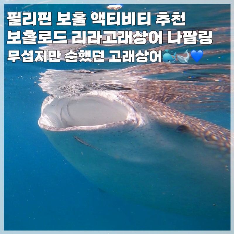 필리핀 보홀 보홀로드 리라고래상어 나팔링 정어리떼 투어 후기 네이버 블로그