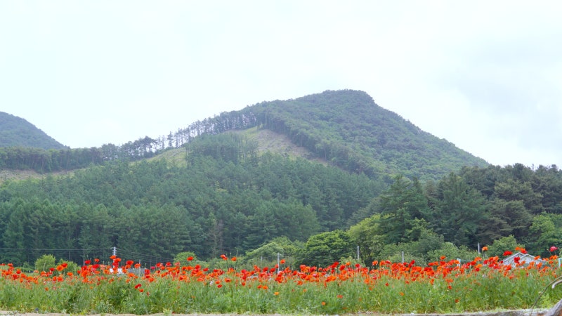 용수골 양귀비 축제 기본정보 5월 6월 원주 가볼만한곳 주차요금포토존깡통열차 국내 강원도 여행지 꽃양귀비데이지 청보리밭