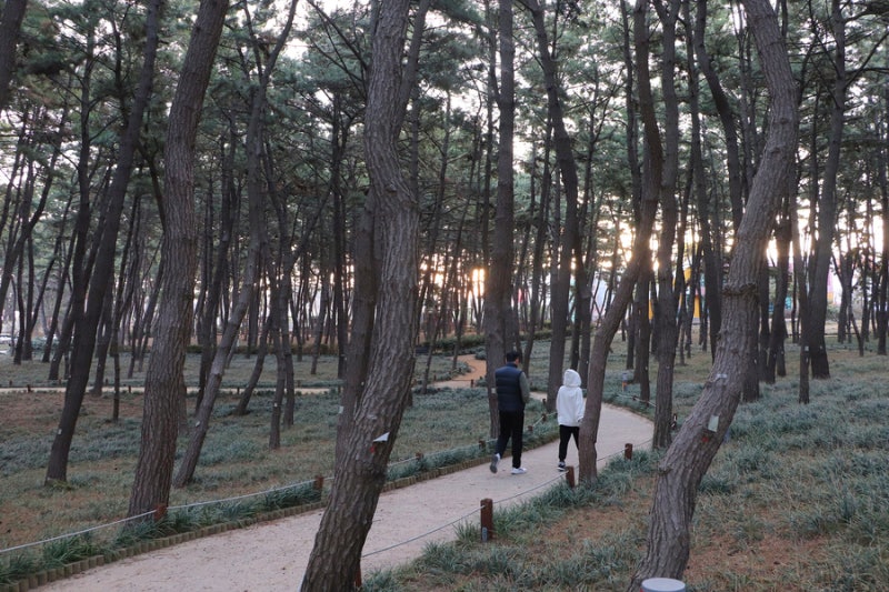 서해 일몰명소 서천 스카이워크 장항 송림산림욕장 산책길 네이버 블로그