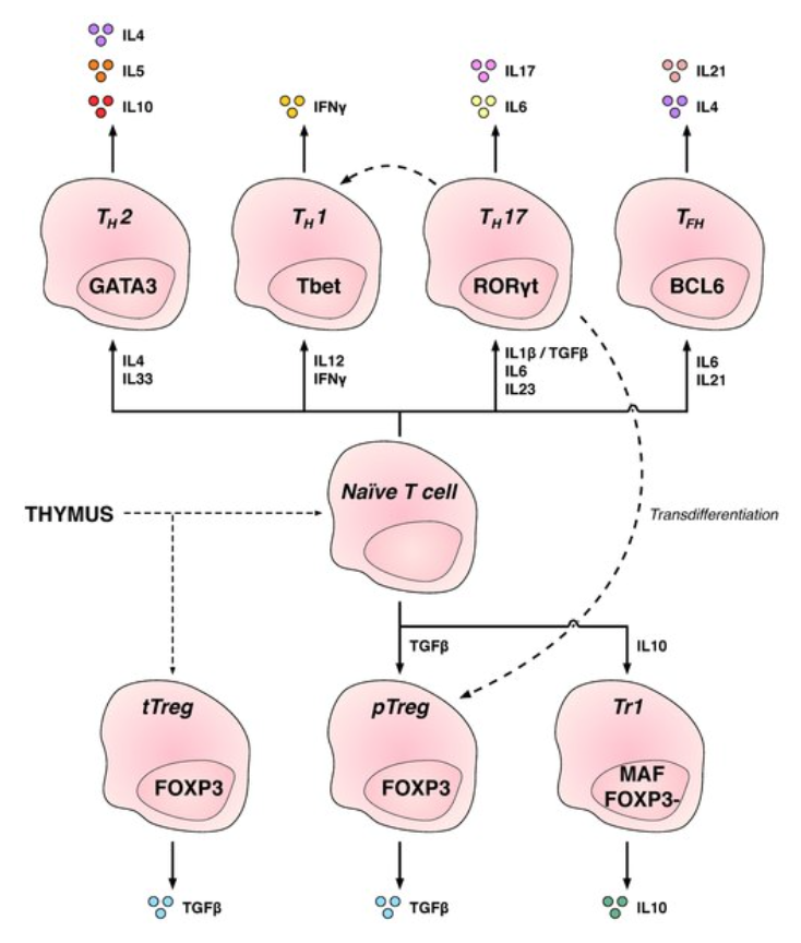 T cells & NK & ILC : 네이버 블로그