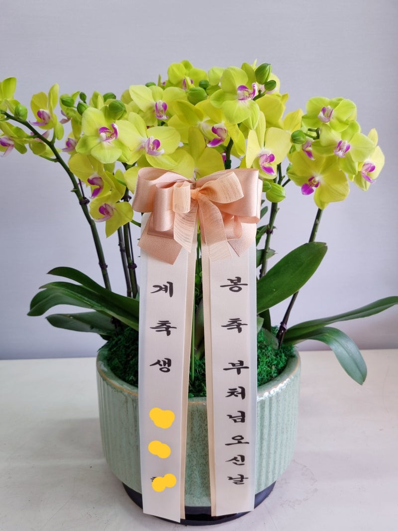 대구태전동꽃집 대구부처님오신날꽃배달꽃공양대구서양란대구승진화분대구서양난대구화분대구개업화분대구생신화분대구칠곡꽃집