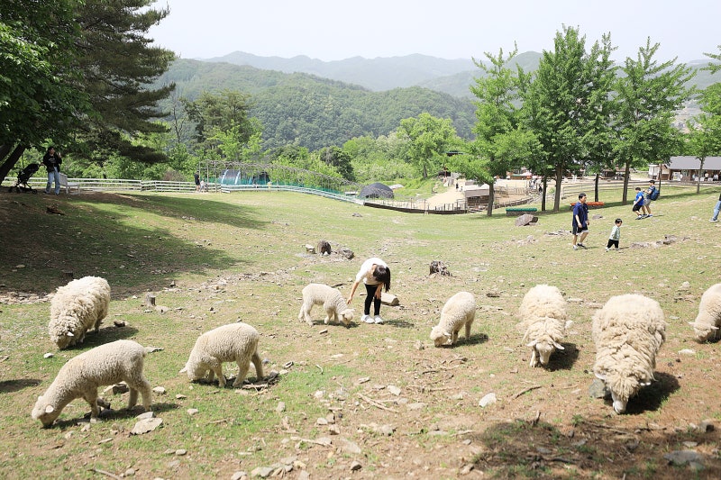 춘천 해피초원목장 아이와 가볼만한곳 꽤 성공적 네이버 블로그