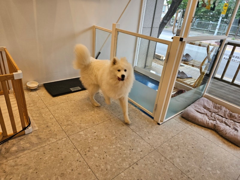 원주애견미용 사모예드 강아지 이쁘개 미용하는 미용실 단구동애견미용 반곡동애견미용 관설동애견미용 무실동애견미용 네이버 블로그