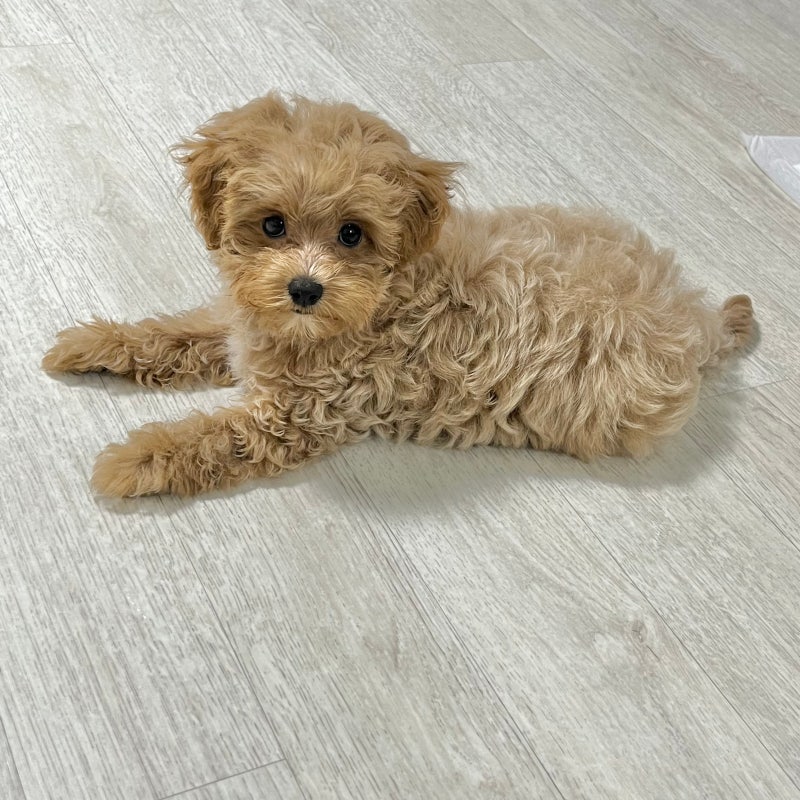 크림 말티푸 성견 성격 크기 어디까지 네이버 블로그