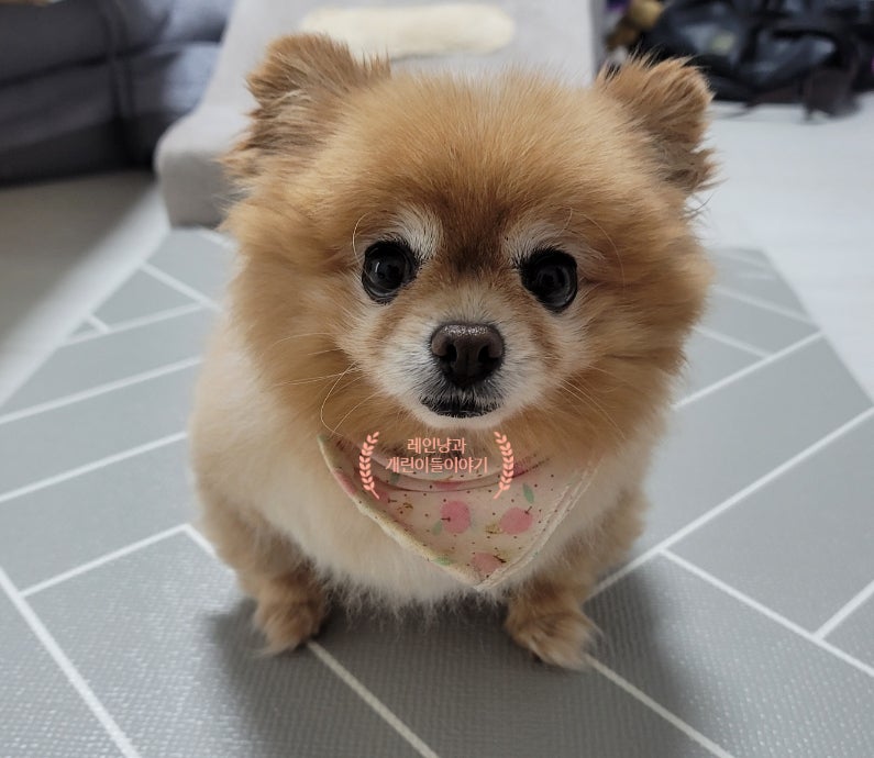 강아지망고 먹어도 될까 주의사항 급여량 네이버 블로그