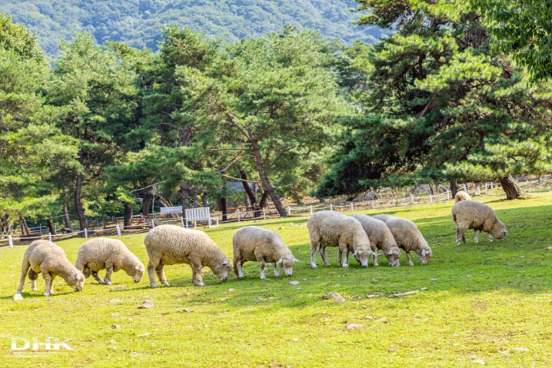 춘천 가볼만한곳 해피초원목장 강원도 양떼목장 당일치기 가족 여행지 네이버 블로그