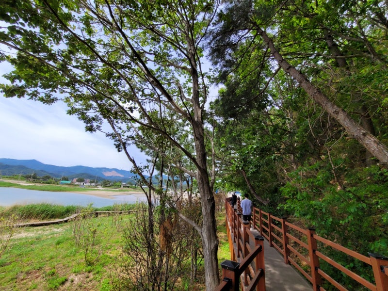 삼척 가볼 만한 곳 걷기 좋은 덕봉산 해안생태탐방로 네이버 블로그