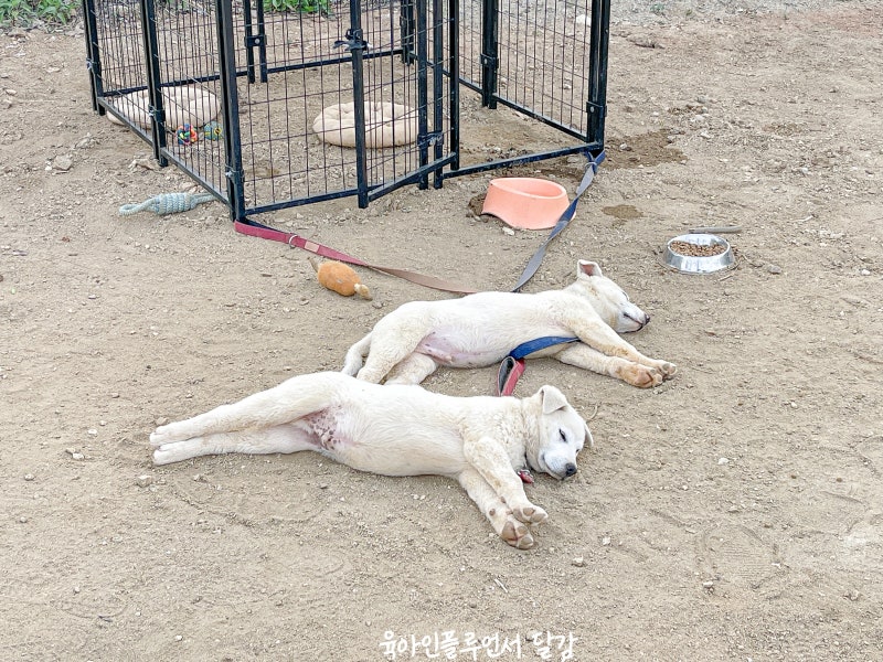 용인 캠핑식당 캠핑야미 글램핑 야외바베큐 가족나들이 키즈캠핑 네이버 블로그