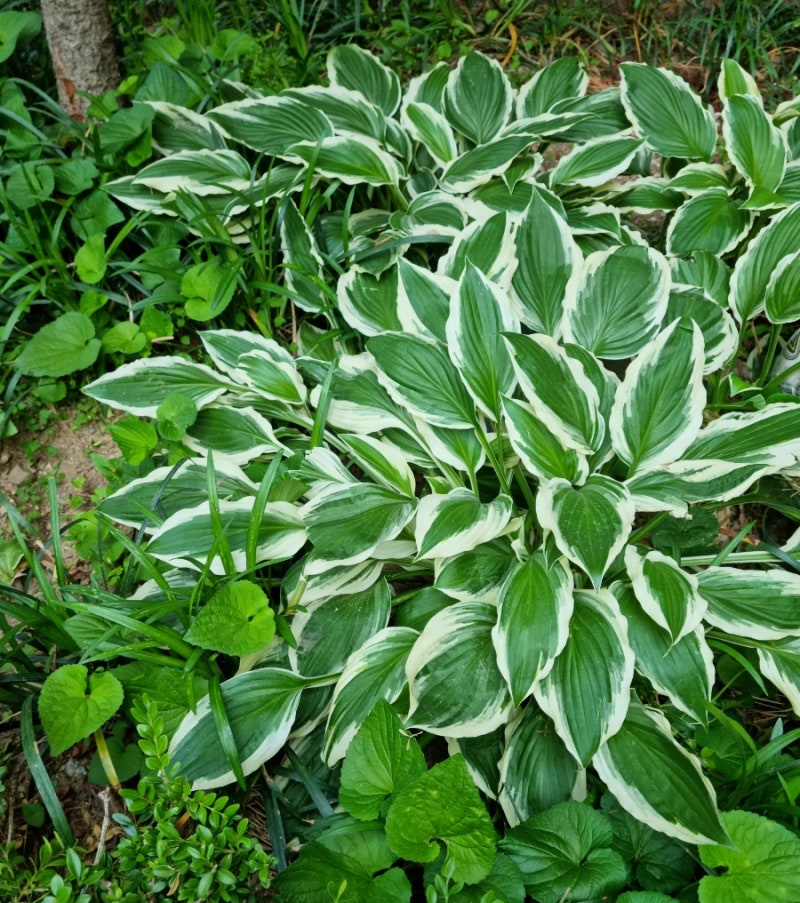 《하나님이 함께하십니다》 시편 145:1 왕이신 나의 하나님이여 내가 주를 높히고 영원히 주의 이름을 송축하리이다 : 네이버 블로그